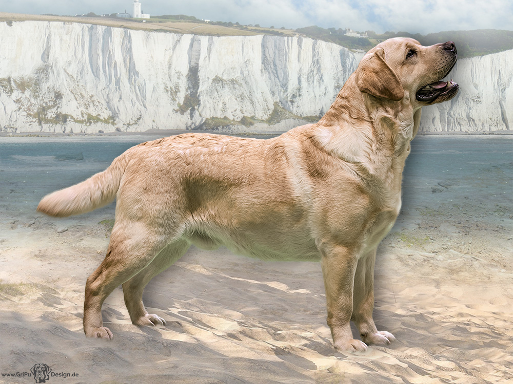 Richbourne Living Legend - *Brian* (EN) - OGHAM STONES Labrador Retriever